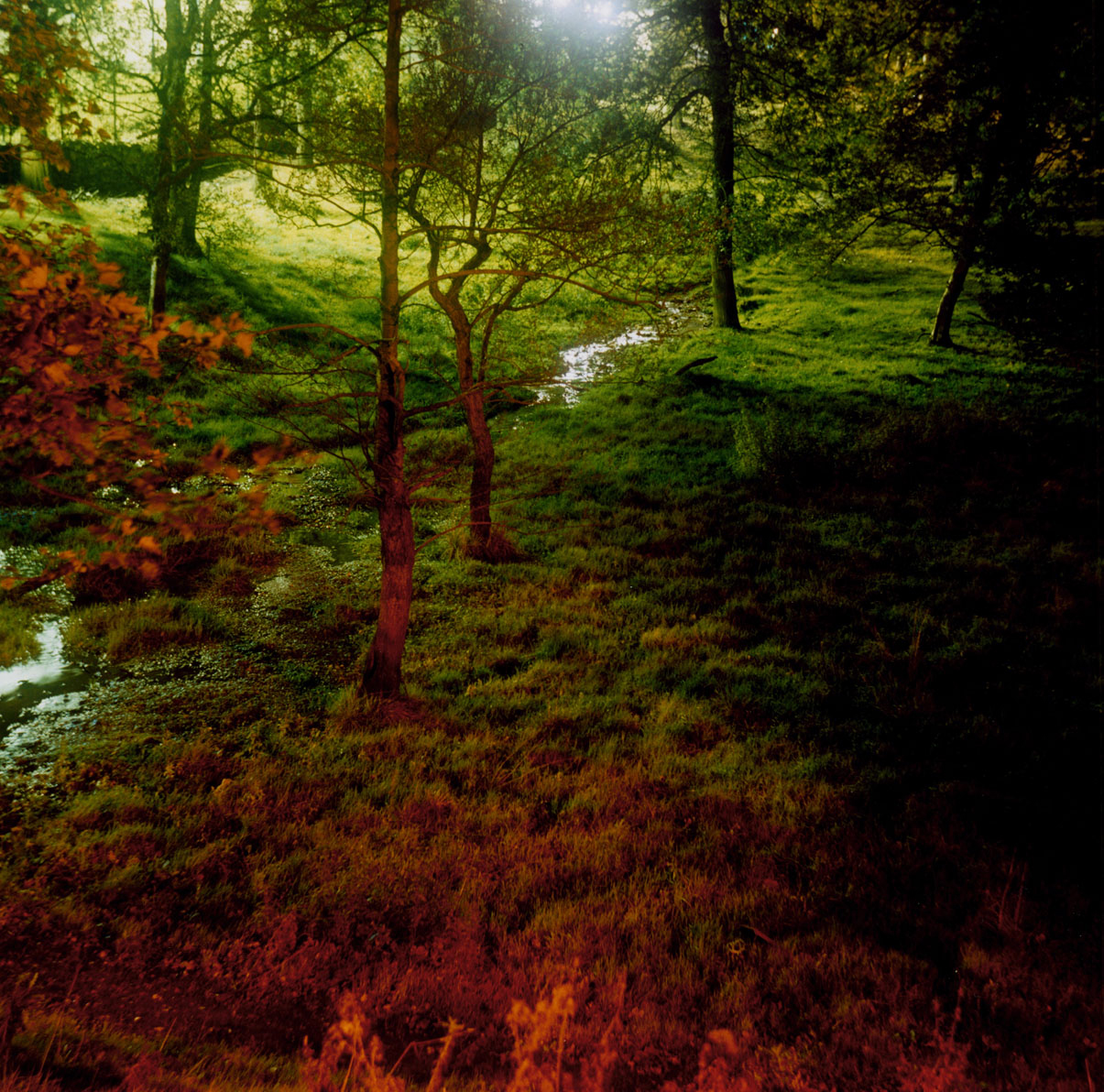 Liza Dracup: Sharpe's Wood - Impressions